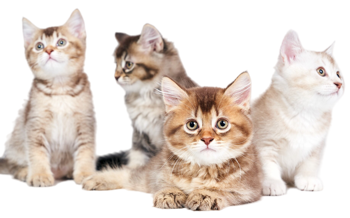 Home - Purr Palace Cat Boarding